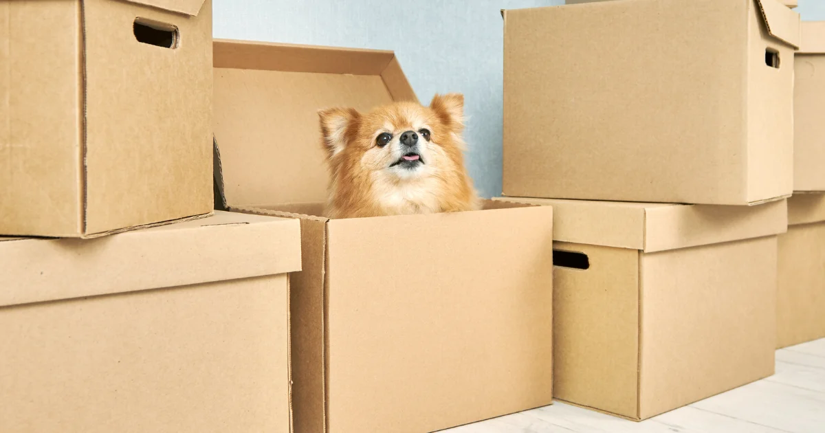 How to Move with Pets? Your Complete Guide
